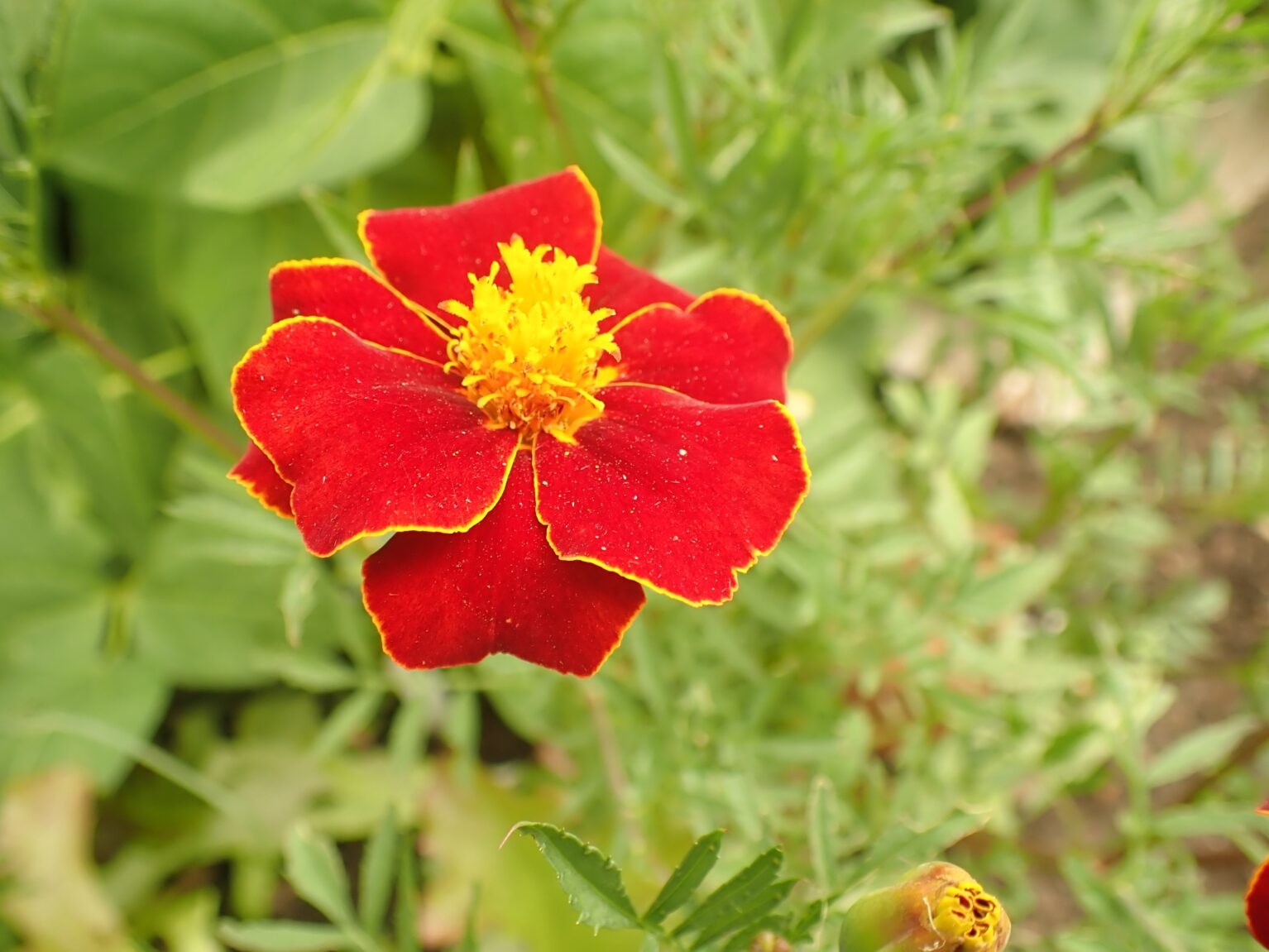 Hartley – Growing and Sowing Best Nectar Plants - by Val Bourne