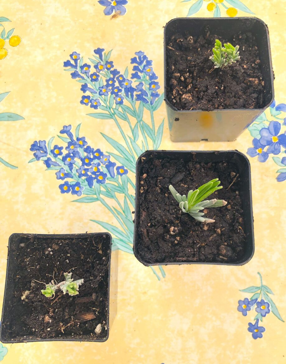 Sticking Lavender in the Greenhouse - by Mary-Kate Mackey