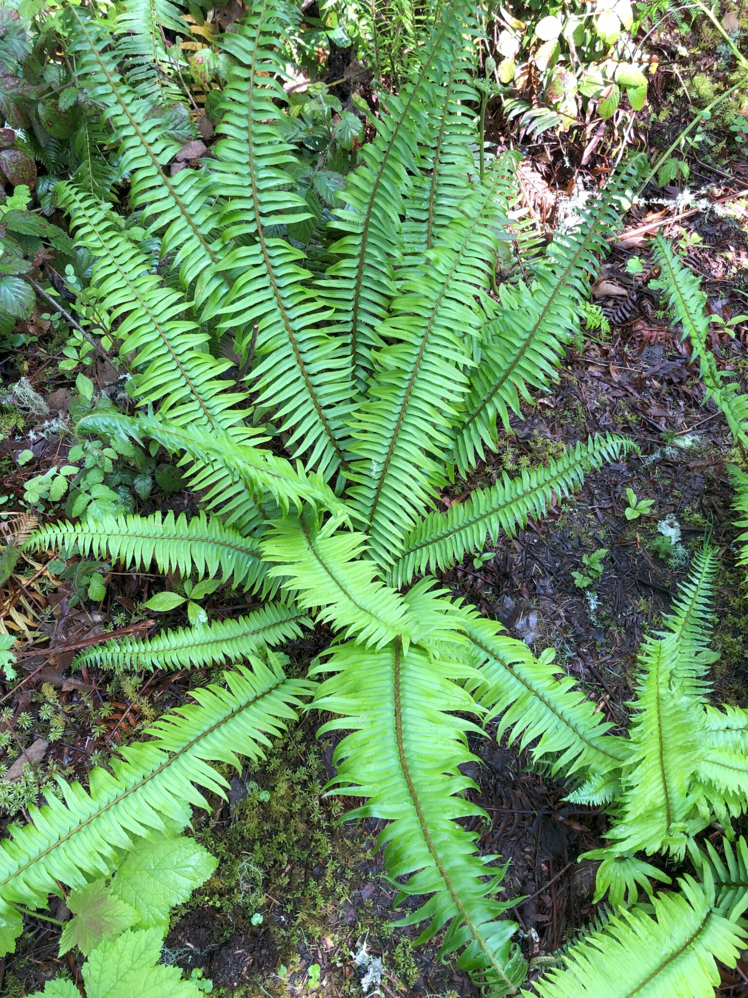 Award-winning Plants—Richie Steffen Tells How to Find Them - by Mary ...