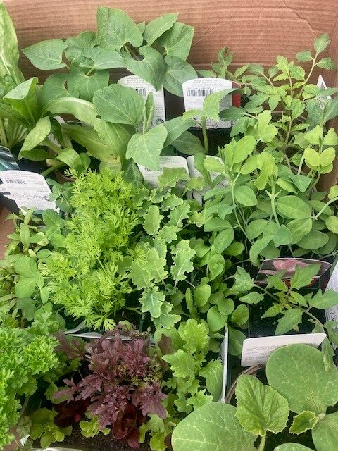 Veg starter plants - by Lia Leendertz