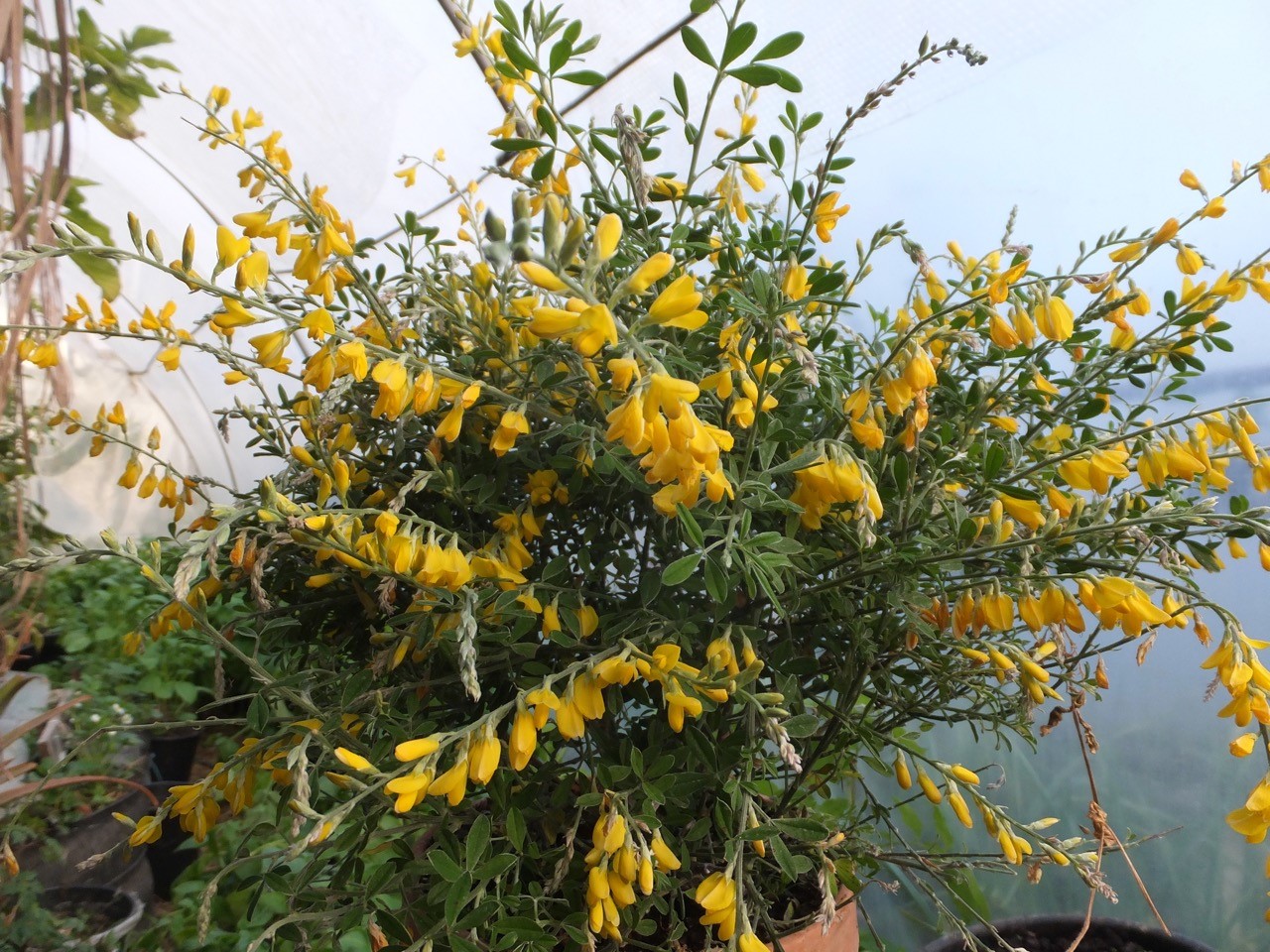 Genistas - by Bob Flowerdew