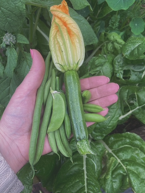 My first crops and what I am doing with them - by Lia Leendertz