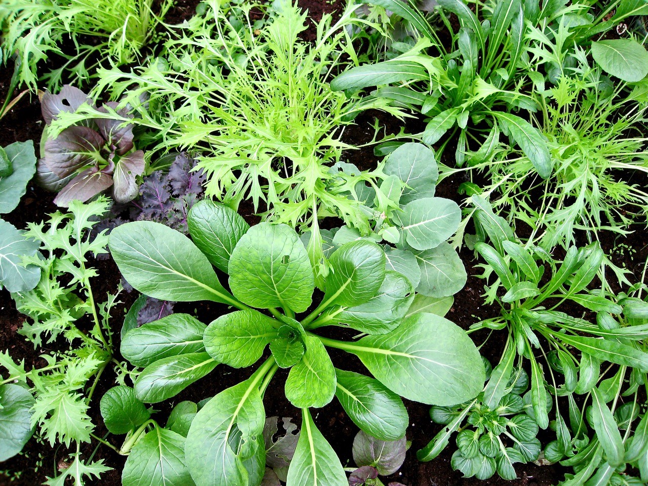 Growing Opportunities - by John Walker