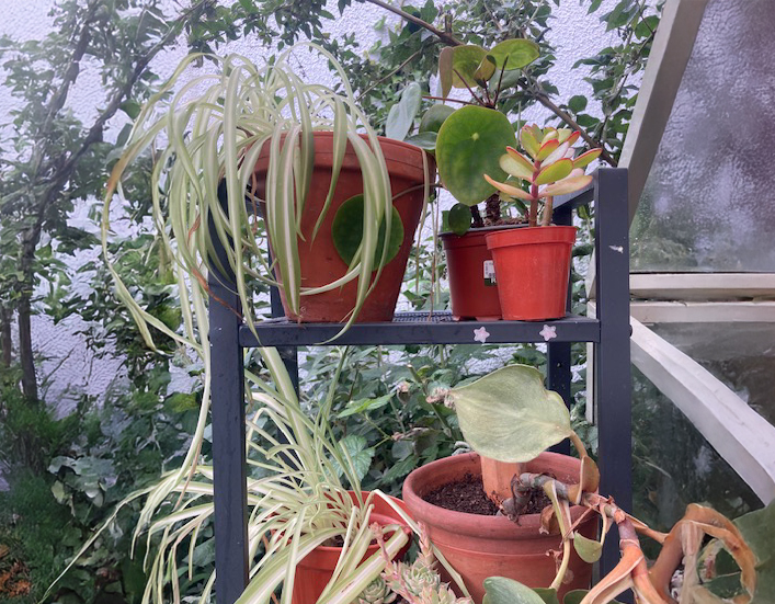 Houseplant holiday time - by Lia Leendertz