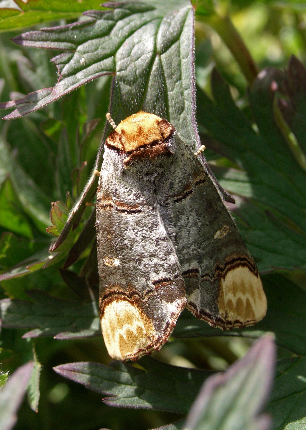 Why do Moths Matter? - by Jean Vernon